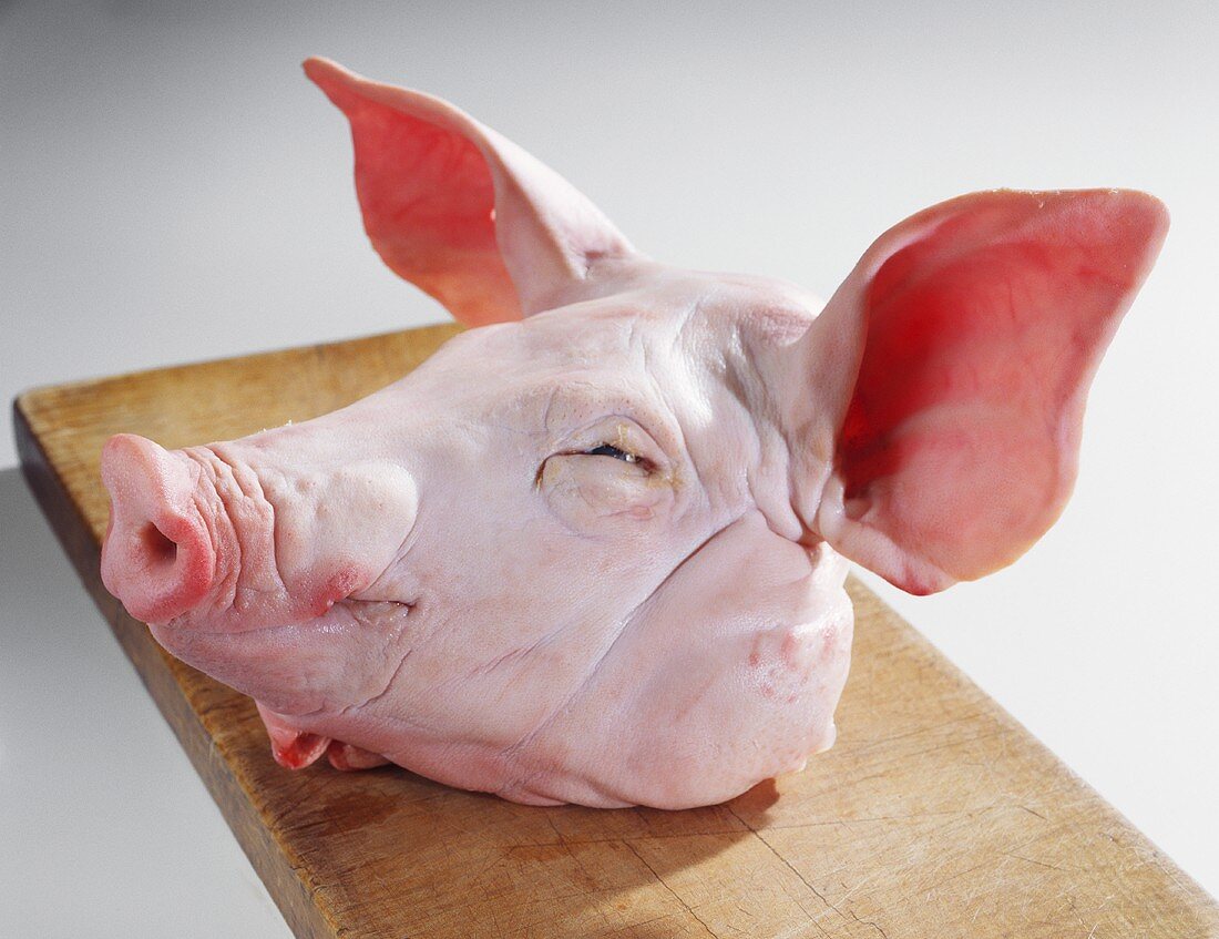 BUY Frozen Pork Head Online SEARA ALIMENTOS LTDA BUY Frozen Pork Head Online SEARA ALIMENTOS LTDA
